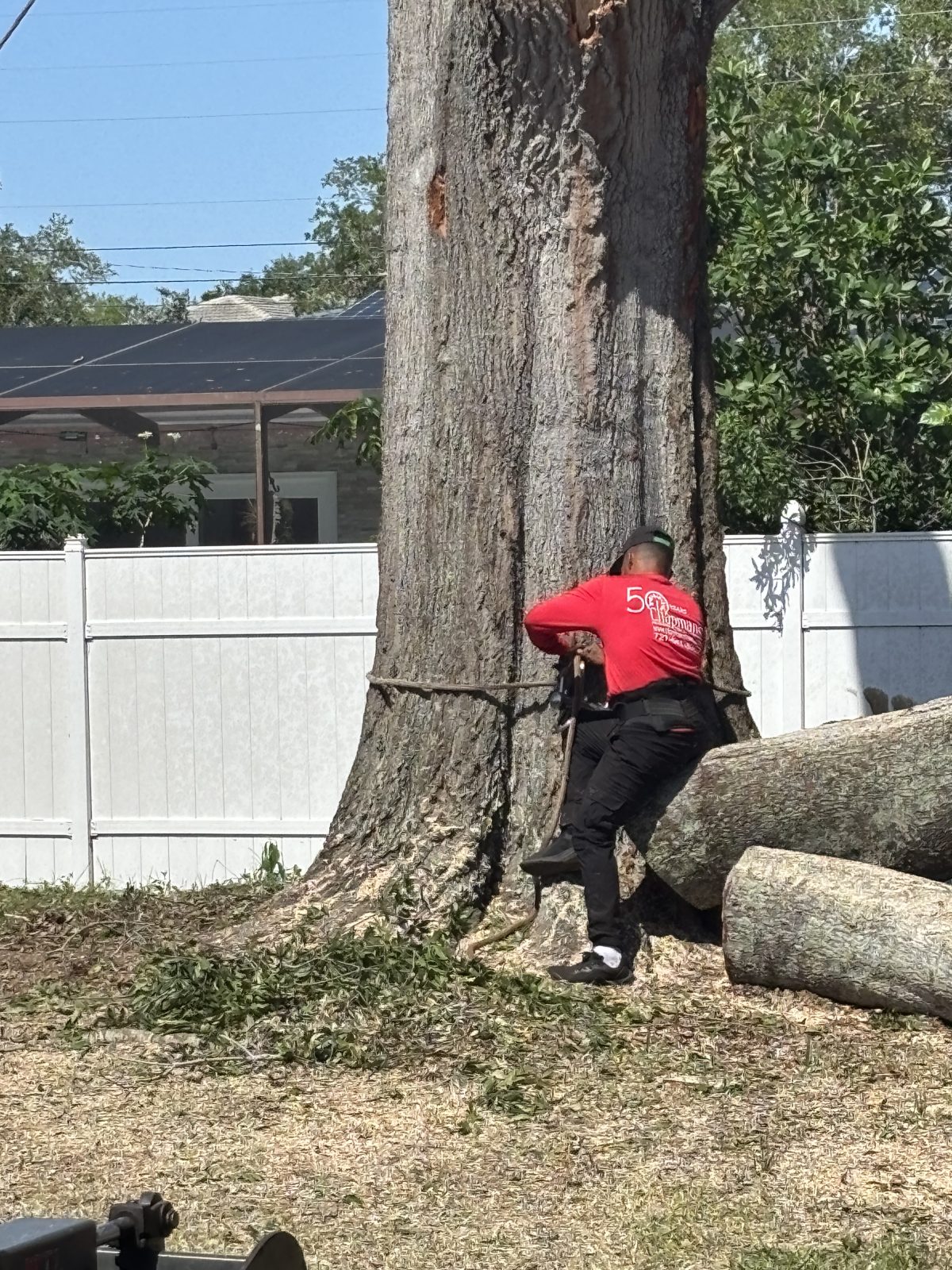 Tree Removal | Pinellas County | Tree Tech LLC | 727-410-4280