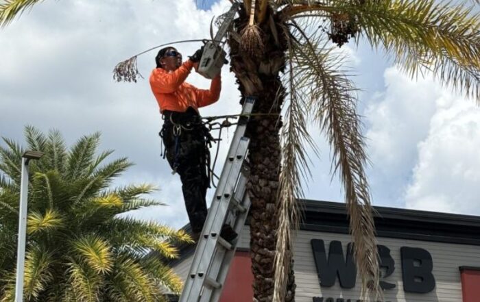 Blog | Tree Tips & Insights | Tree Tech LLC | (727) 410-4280